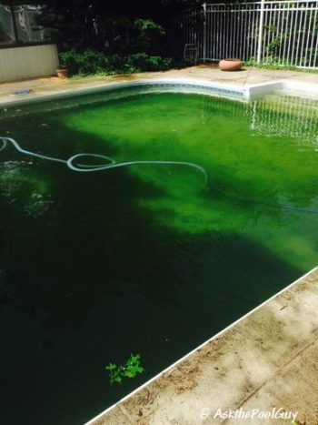 All About Algae – Green, Yellow, and Black – Ask the Pool Guy