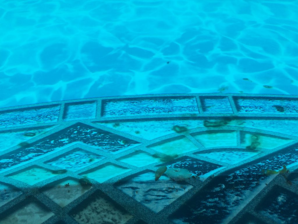 Black Algae- How to remove Black Algae from your Swimming Pool – Ask ...
